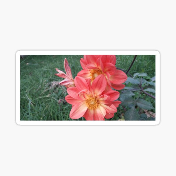 "Peach flower" Sticker for Sale by sarahnanziri | Redbubble