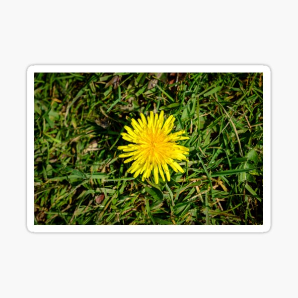 "Dandelion" Sticker for Sale by LWoolston | Redbubble