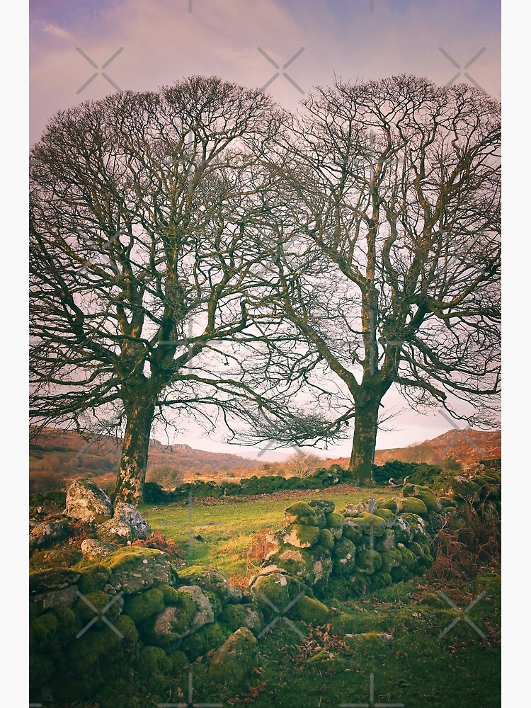 "Bäume auf Dartmoor. Emsworthy Mire Dartmoor Nationalpark Devon ...
