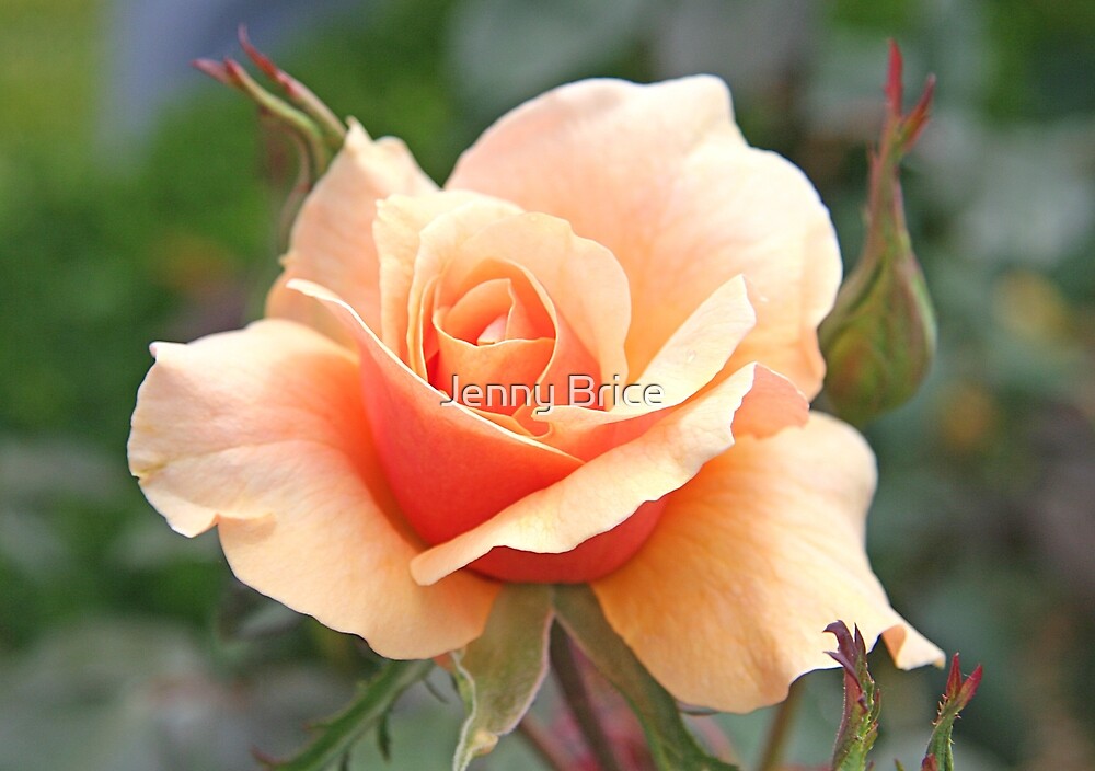 "Pale Apricot Rose" by Jenny Brice | Redbubble