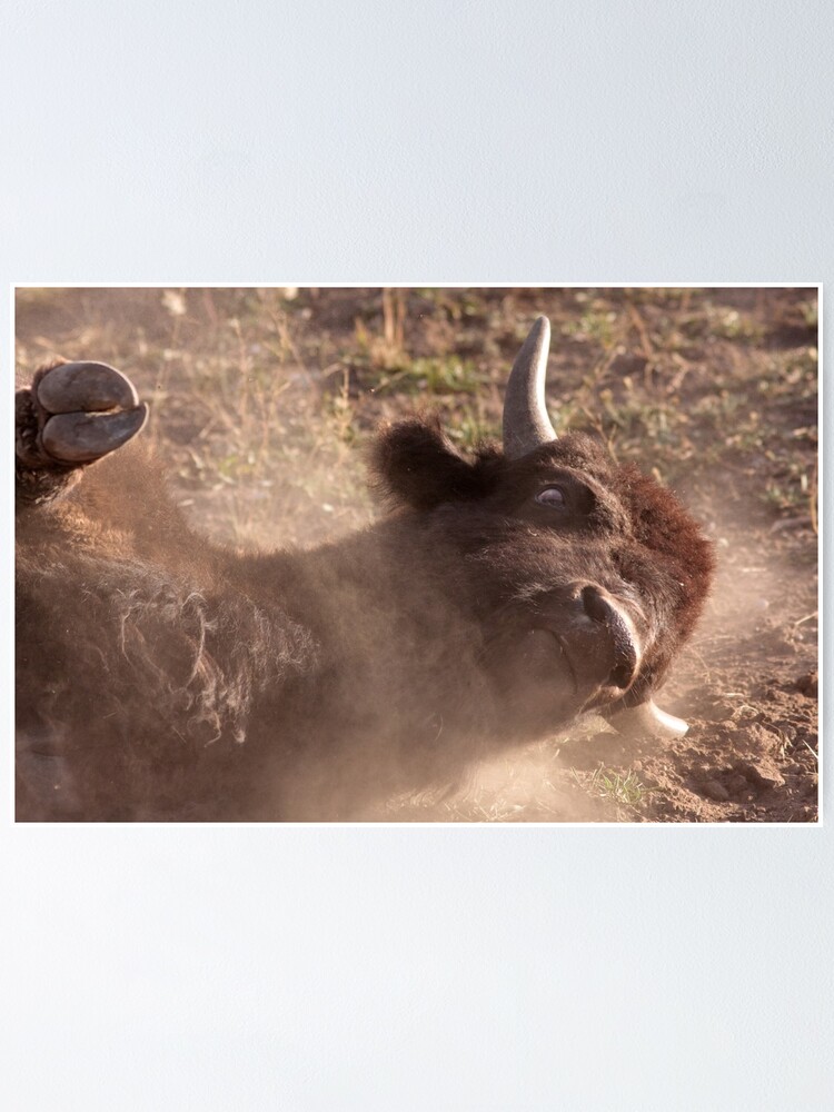 "Bull Bison Rolling" Poster for Sale by WorldDesign | Redbubble