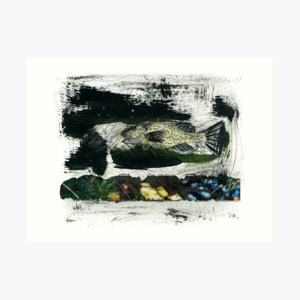 Murray Cod Art Prints | Redbubble
