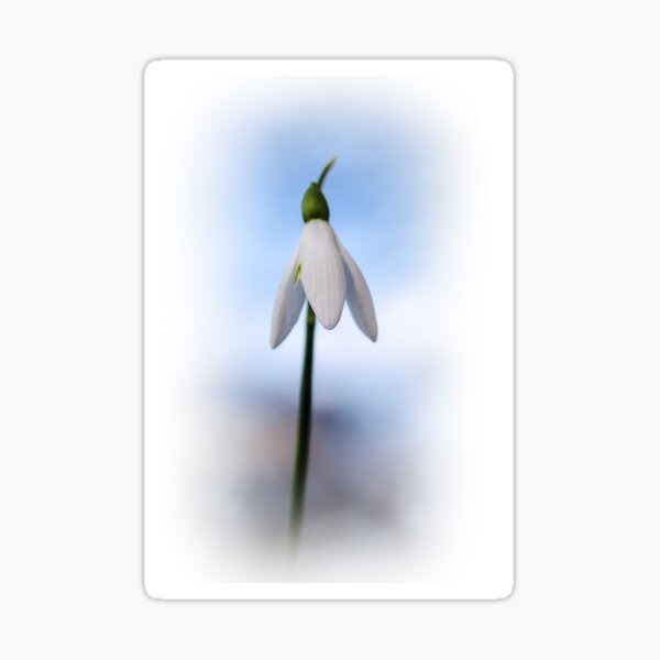 "Snowdrop" Sticker by JEZ22 | Redbubble