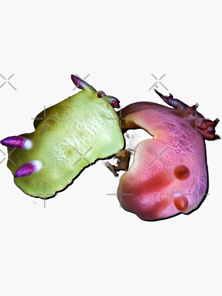 "Kawaii SeaBunny (Nudibranch) - Strawberry-Lime" Sticker by blm-bsc | Redbubble