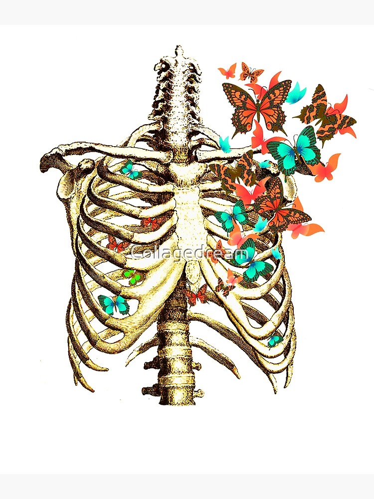 Rib cage, ribcage, thorax, human anatomy, bones with butterflies ...