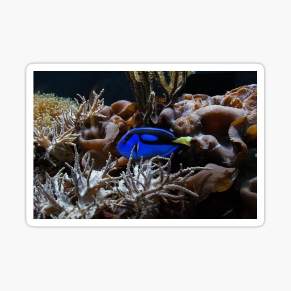 "Blue Tang Fish" Sticker for Sale by midsama | Redbubble