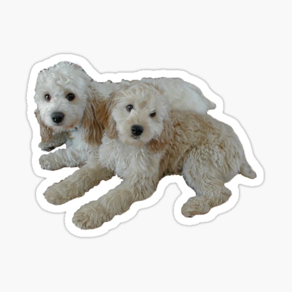 "Cockapoos" Sticker by Teregeo | Redbubble