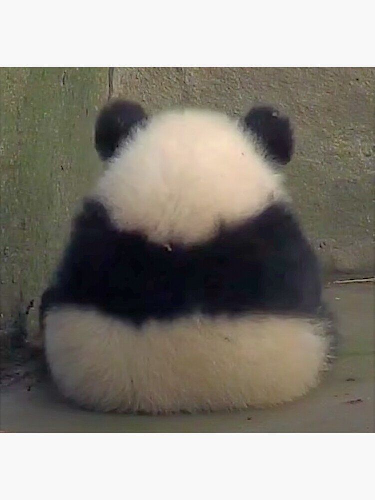 "Cute Baby Panda Me Angy Hungy Meme" Sticker for Sale by cameronkokeefe ...