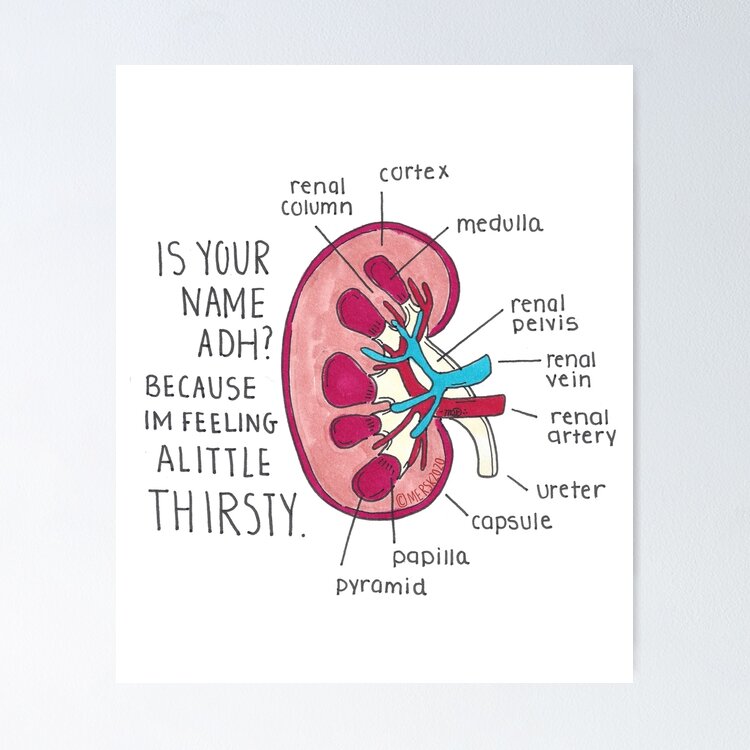 "Anti Diuretic Hormone" Sticker for Sale by merskmerch | Redbubble