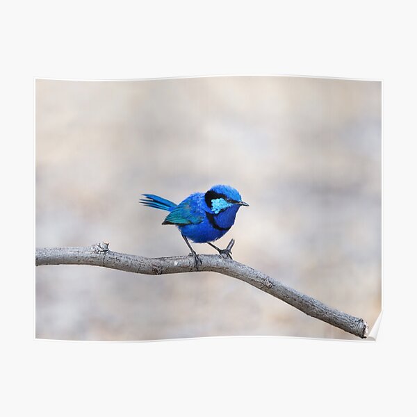 "The Show-off" Poster for Sale by Ladyshark | Redbubble