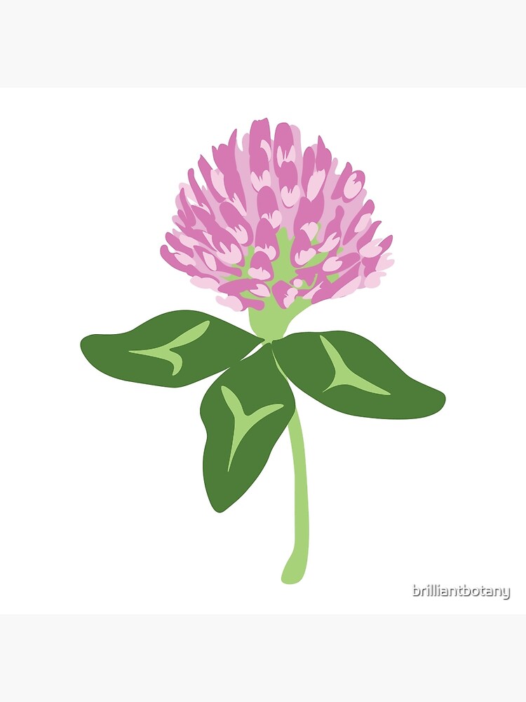 "Red Clover" Art Print for Sale by brilliantbotany | Redbubble