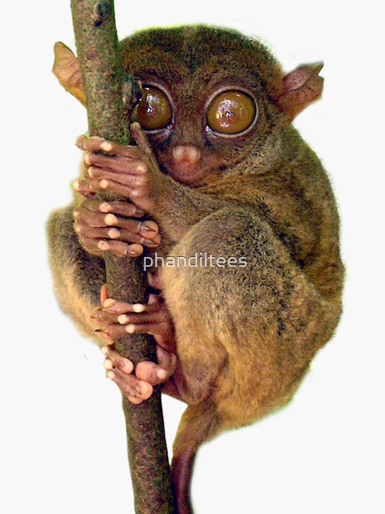 "Tarsier" Sticker for Sale by phandiltees | Redbubble
