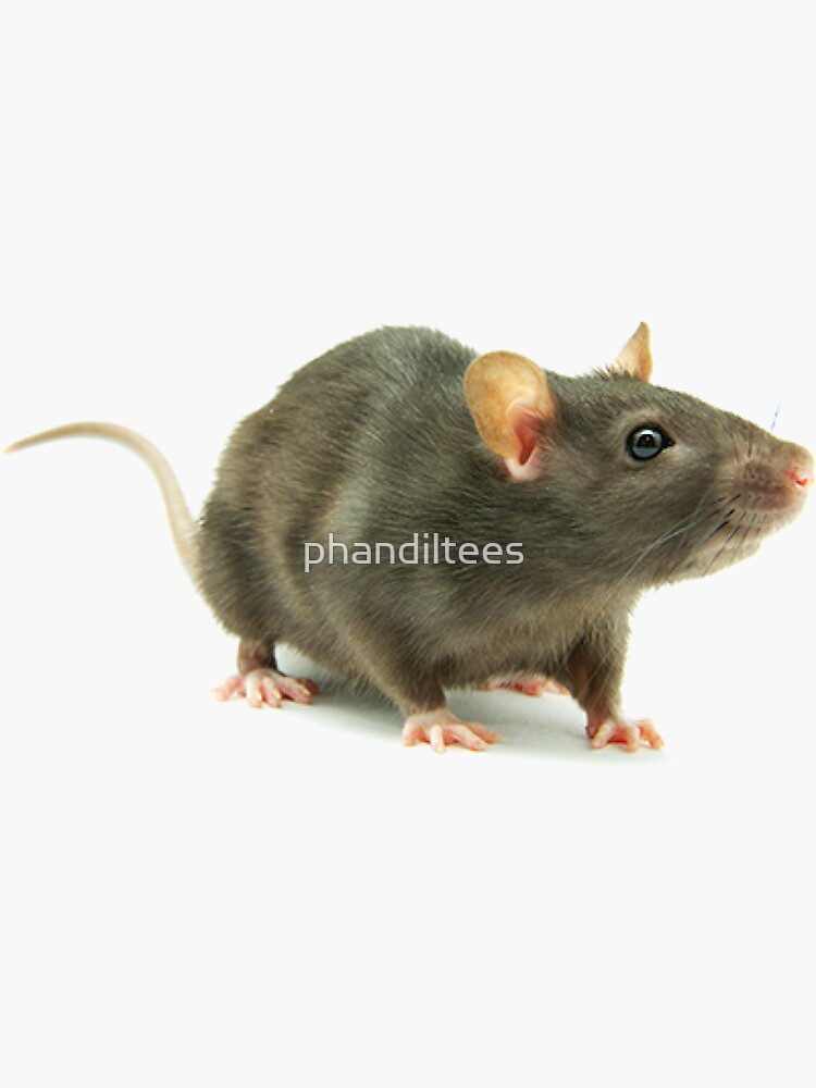 "Rat" Sticker for Sale by phandiltees | Redbubble