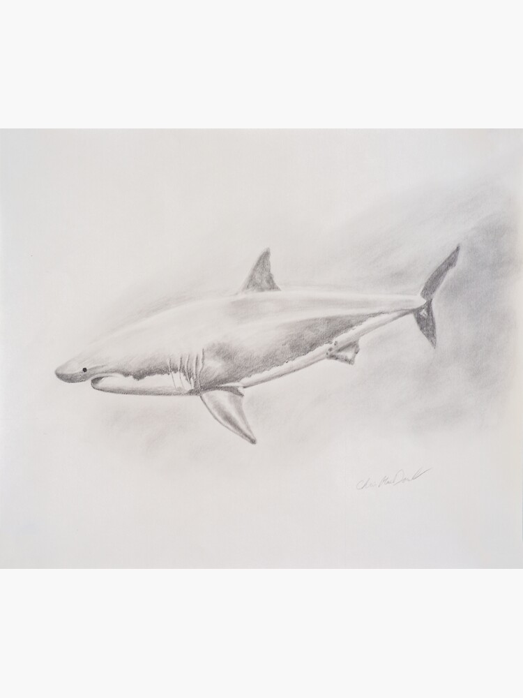"Great White Shark Drawing" Sticker for Sale by ChrisMacDStudio | Redbubble