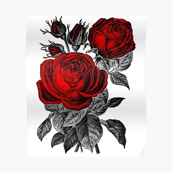 Póster «Diseño gráfico de flores rosas rojas vintage» de ...