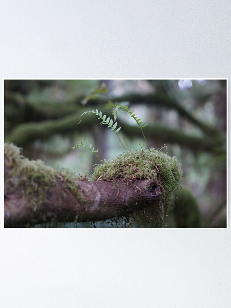 "Three Sprigs in the Hoh Rainforest" Poster by nixxter | Redbubble