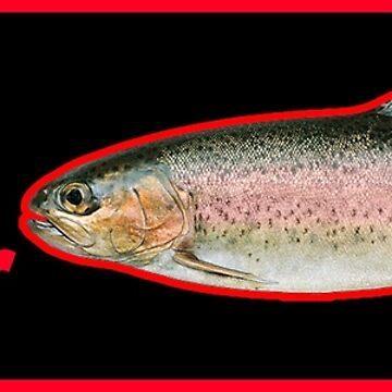 "Trout Sniffer" Sticker for Sale by unionpride | Redbubble