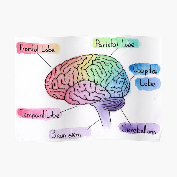 "Rainbow Brain Diagram" Poster by BrushQueen | Redbubble