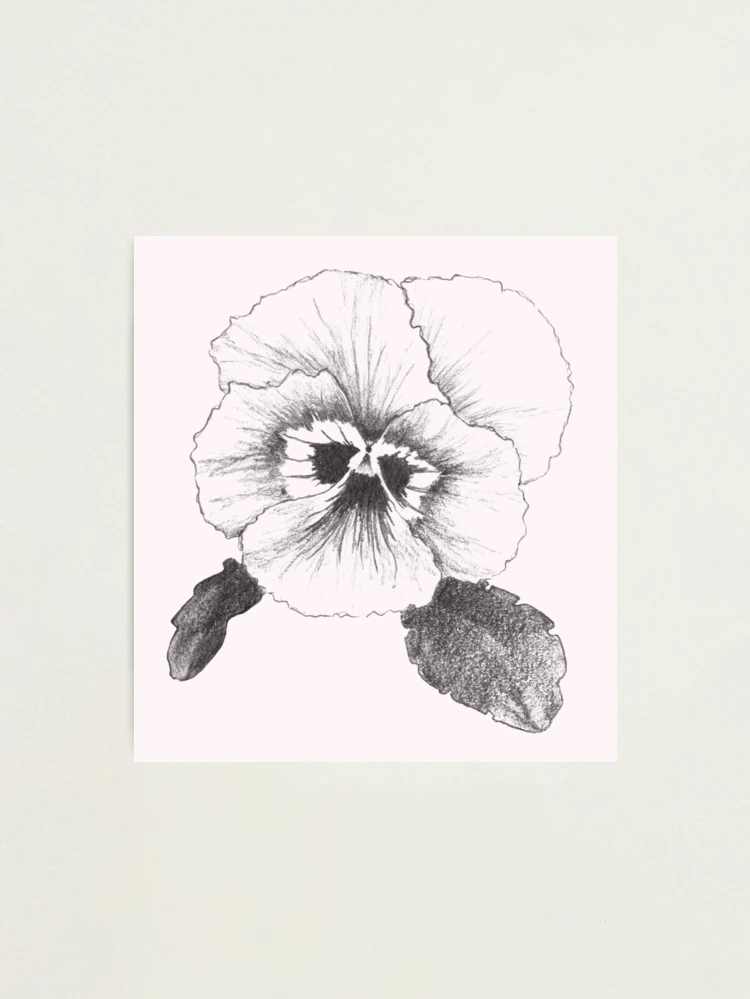 Pansy Flower Drawing