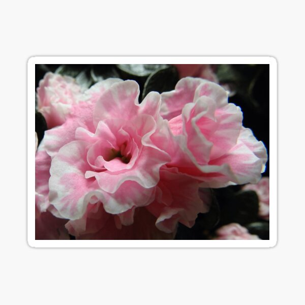 "Azalea " Sticker for Sale by StudioCorvid | Redbubble