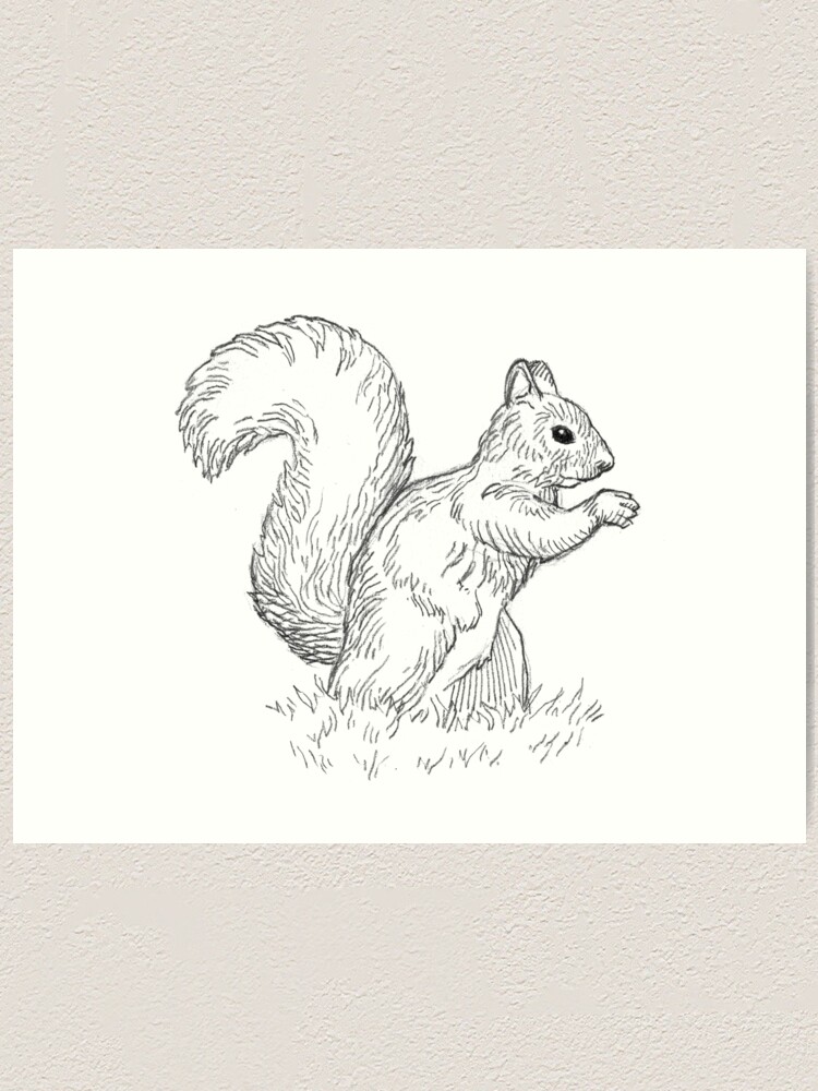 "Cute Standing Squirrel Line Drawing" Art Print for Sale by Rubedo ...