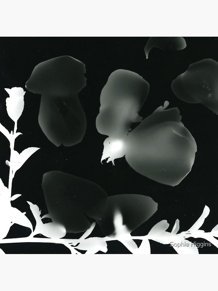 "Flower Photogram" Sticker for Sale by SophieHiggins | Redbubble