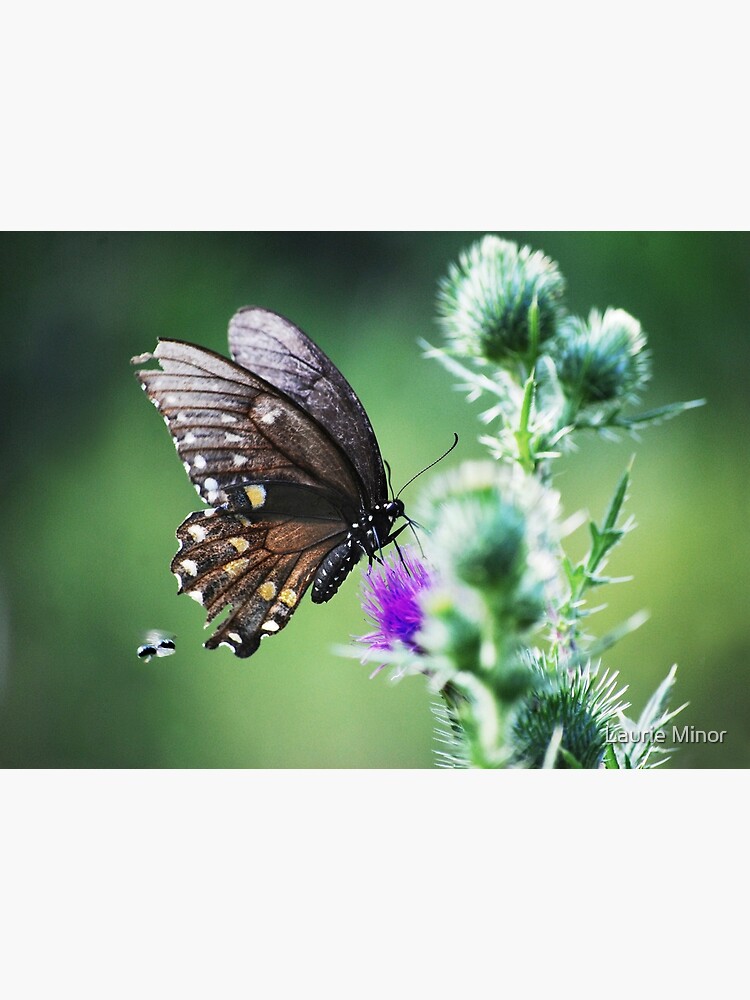 "First come, first serve..." Photographic Print by LaurieMinor | Redbubble