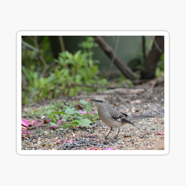 "Northern Mockingbird Gathering Food" Sticker for Sale by Clardys ...