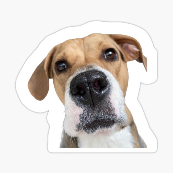 "Boop" Sticker for Sale by Mileytherescue | Redbubble