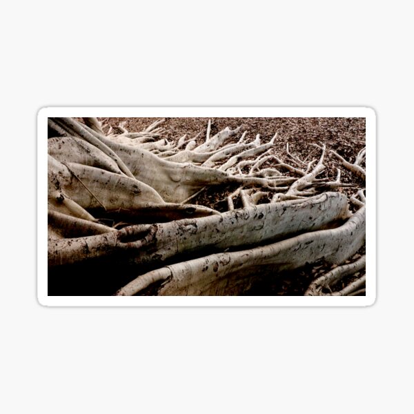 "Tree Roots 4" Sticker for Sale by Geoff Treagus | Redbubble
