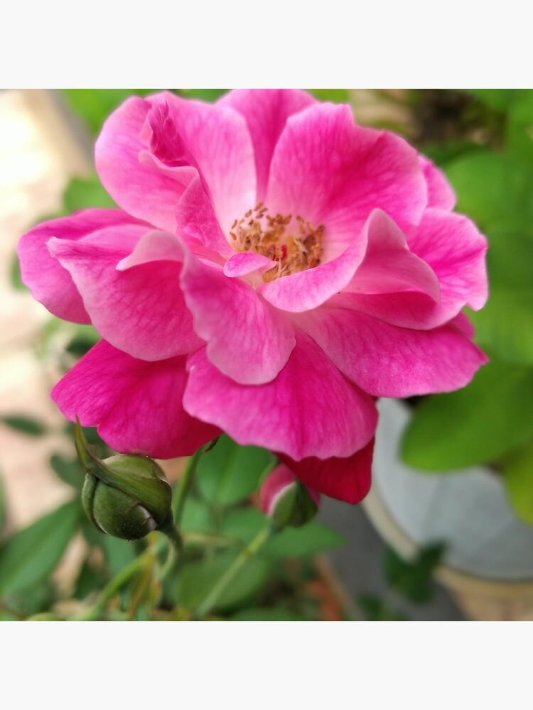 "Little Miss Rose" Poster by 40heart40 | Redbubble