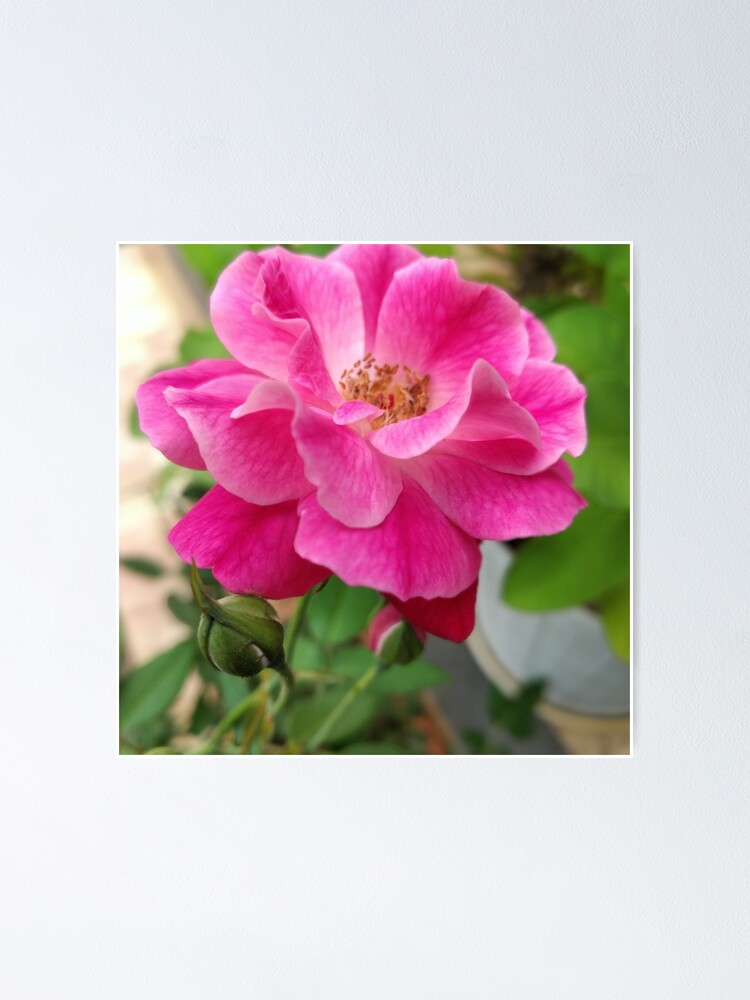 "Little Miss Rose" Poster by 40heart40 | Redbubble