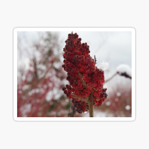 "Splash of Unexpected Red in Winter" Sticker for Sale by TaraBaxendale ...