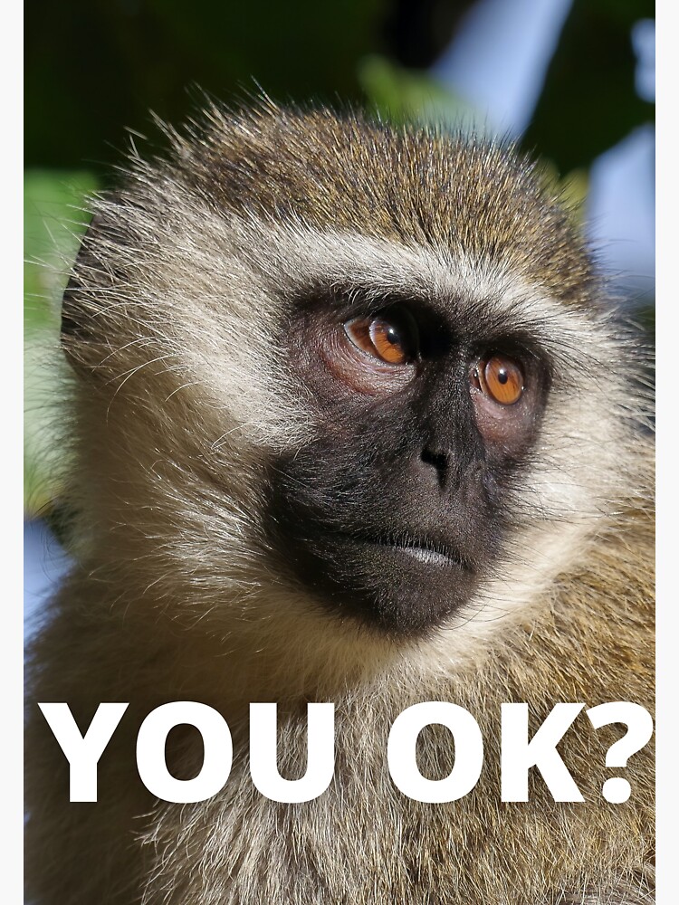 "Monkey mem " Sticker for Sale by sviat333 | Redbubble