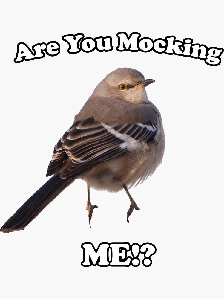 "Northern Mockingbird - Are You Mocking ME!?" Sticker for Sale by ...