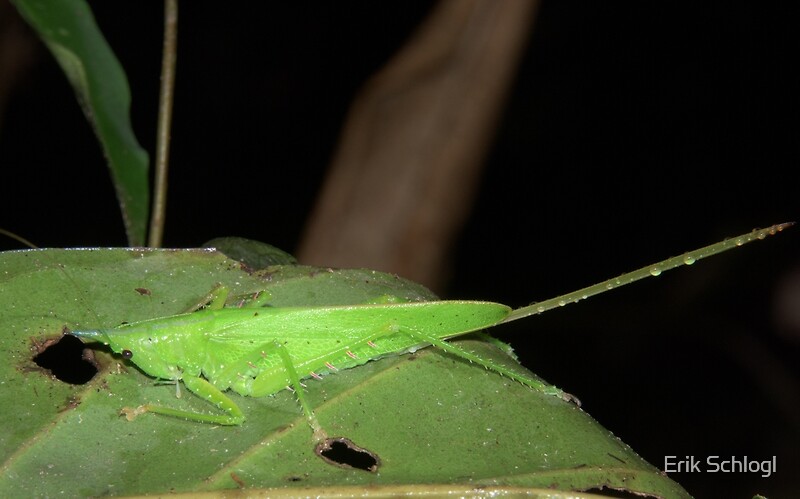 "Unicorn Grasshopper, Peru" by Erik Schlogl | Redbubble