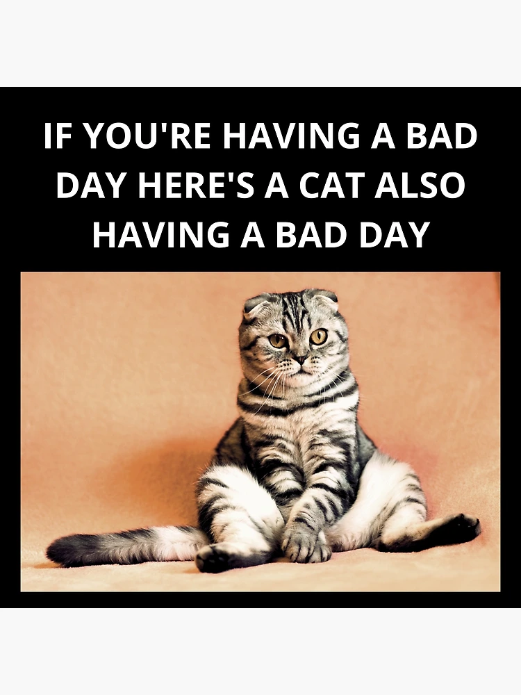 Bad Day Cat Meme