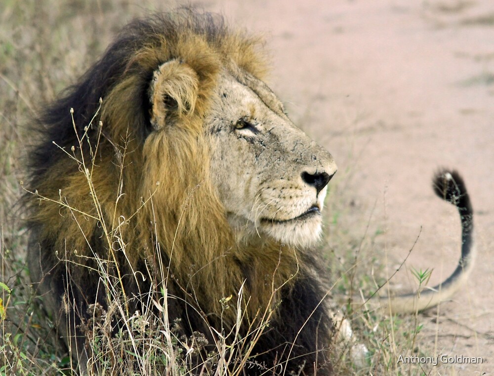 "Mapogo male lion(This is my best side!)" by Anthony Goldman | Redbubble