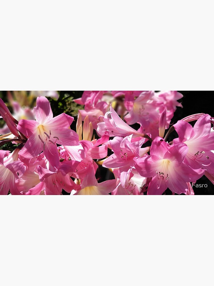 "Amaryllis flowers" Poster for Sale by Fasro | Redbubble