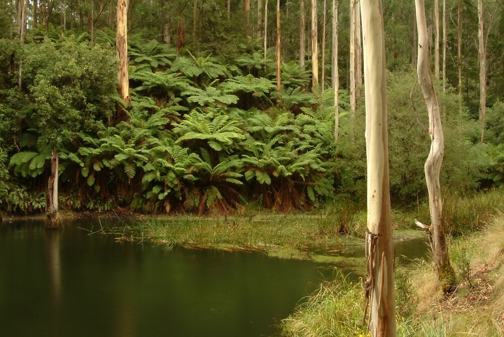 "Joe Mortelliti Gallery - A billabong, along the walking track to Lake ...