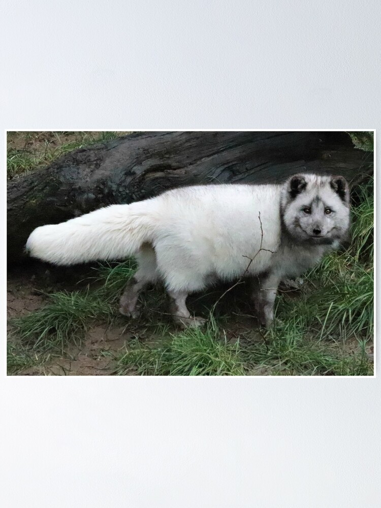 "Feeling Foxy" Poster by Ladymoose | Redbubble