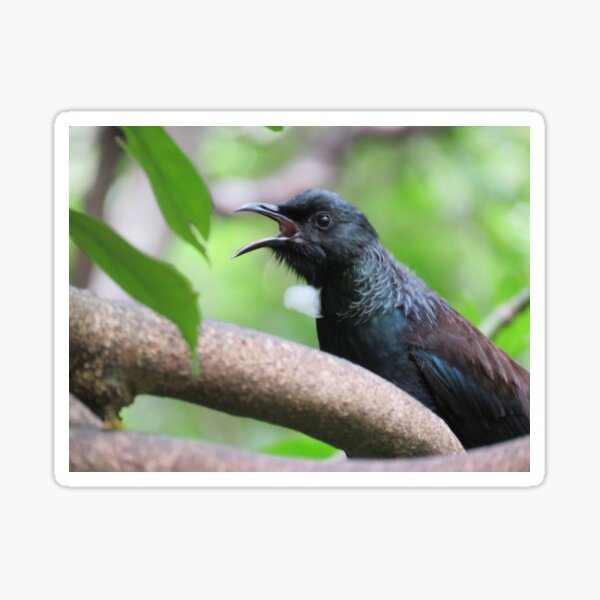 "LIVE ACTION TUI! NEW ZEALAND! - MISC" Sticker for Sale by RobertsonBen ...