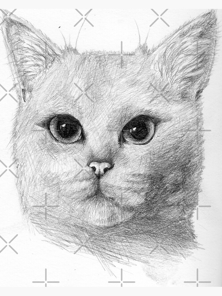 Ilustración De Gato Realista