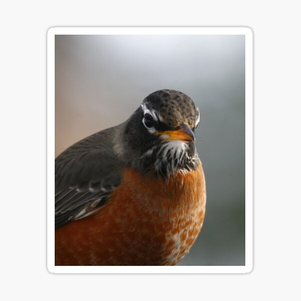"American Robin" Sticker for Sale by egdc211 | Redbubble