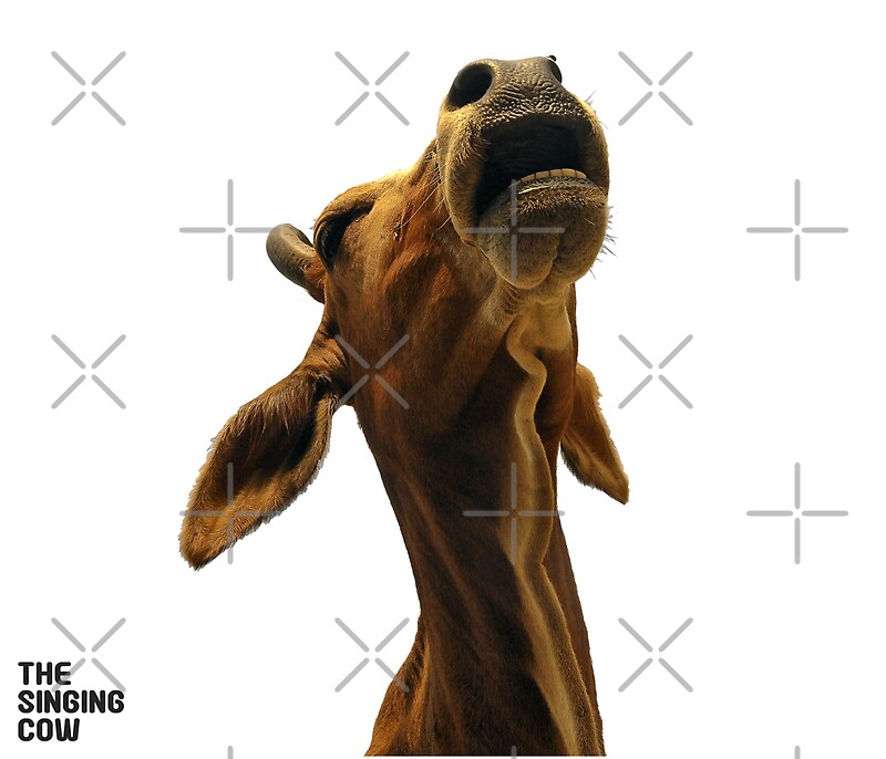 "Singing Cow Cows Speak cute animals" by PlanetMonkey | Redbubble