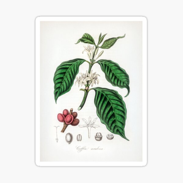 "Vintage Coffea arabica Illustration" Sticker for Sale by pdgraphics ...