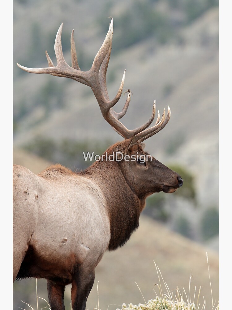 "Bull Elk" Sticker for Sale by WorldDesign | Redbubble