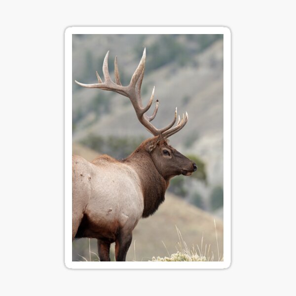 "Bull Elk" Sticker for Sale by WorldDesign | Redbubble