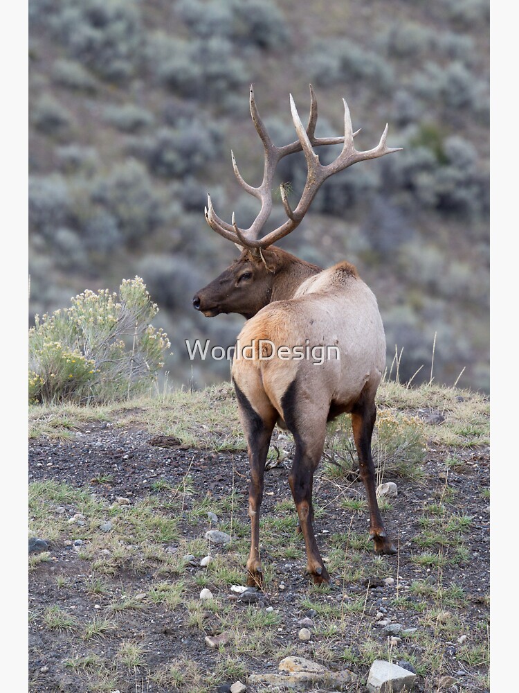 "Bull Elk" Sticker for Sale by WorldDesign | Redbubble