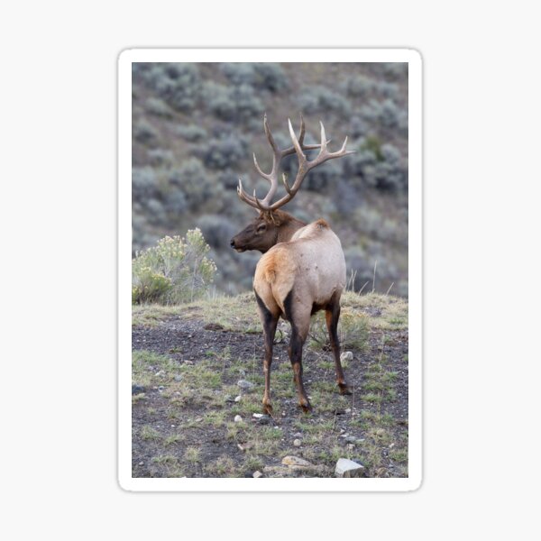 "Bull Elk" Sticker for Sale by WorldDesign | Redbubble
